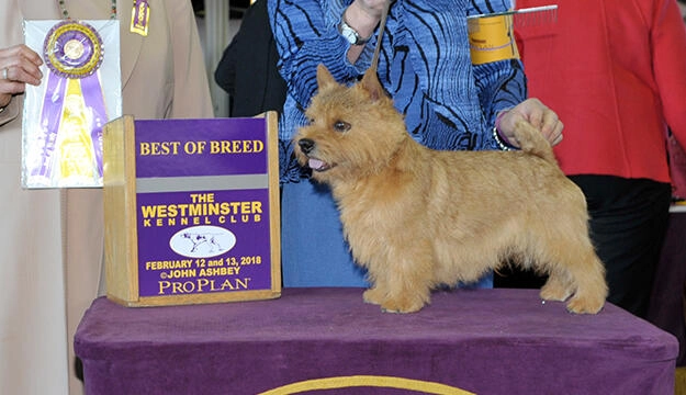 Westminster Kennel Club 2018 – Norwich Terrier Club of America