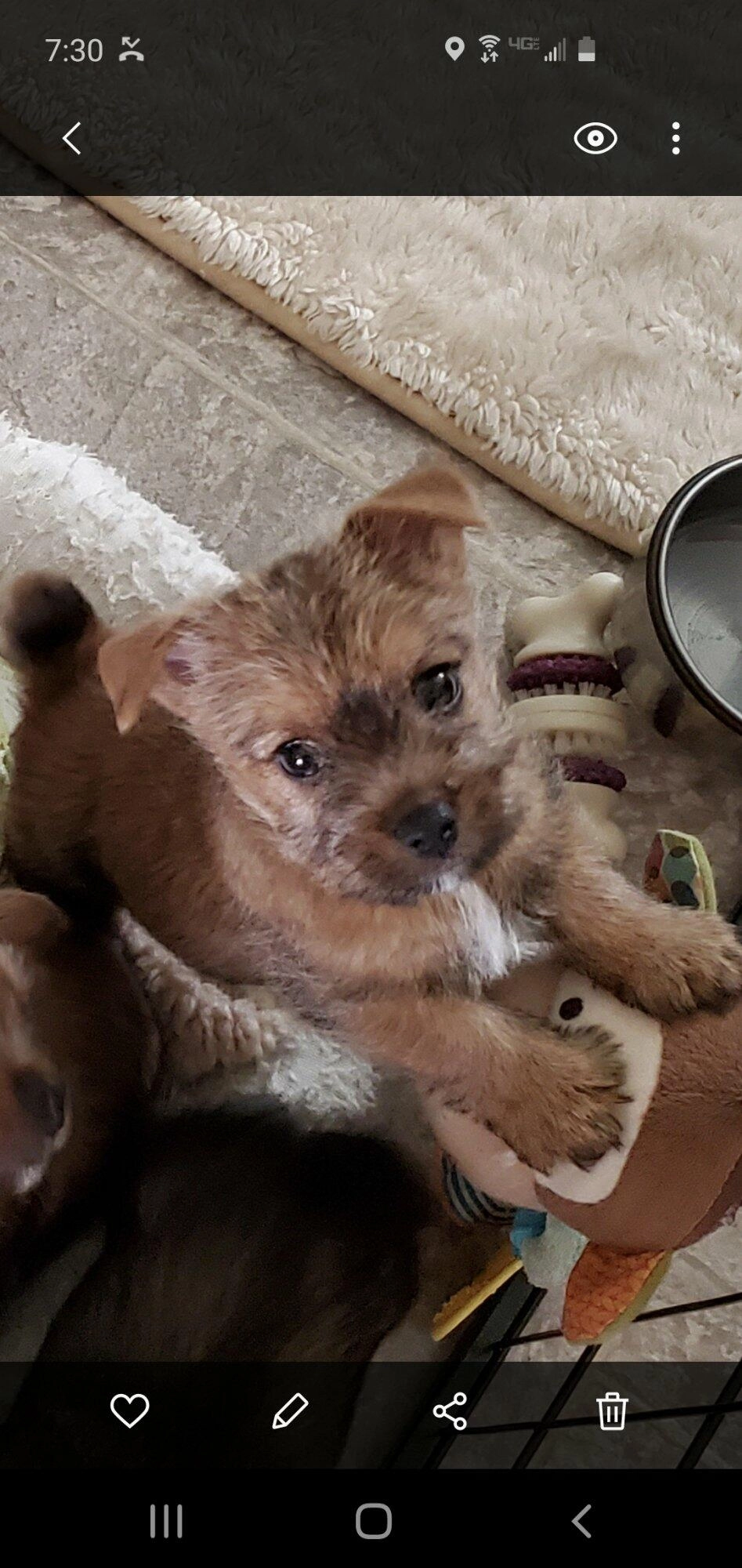 Arkansas – Norwich Terrier Club of America